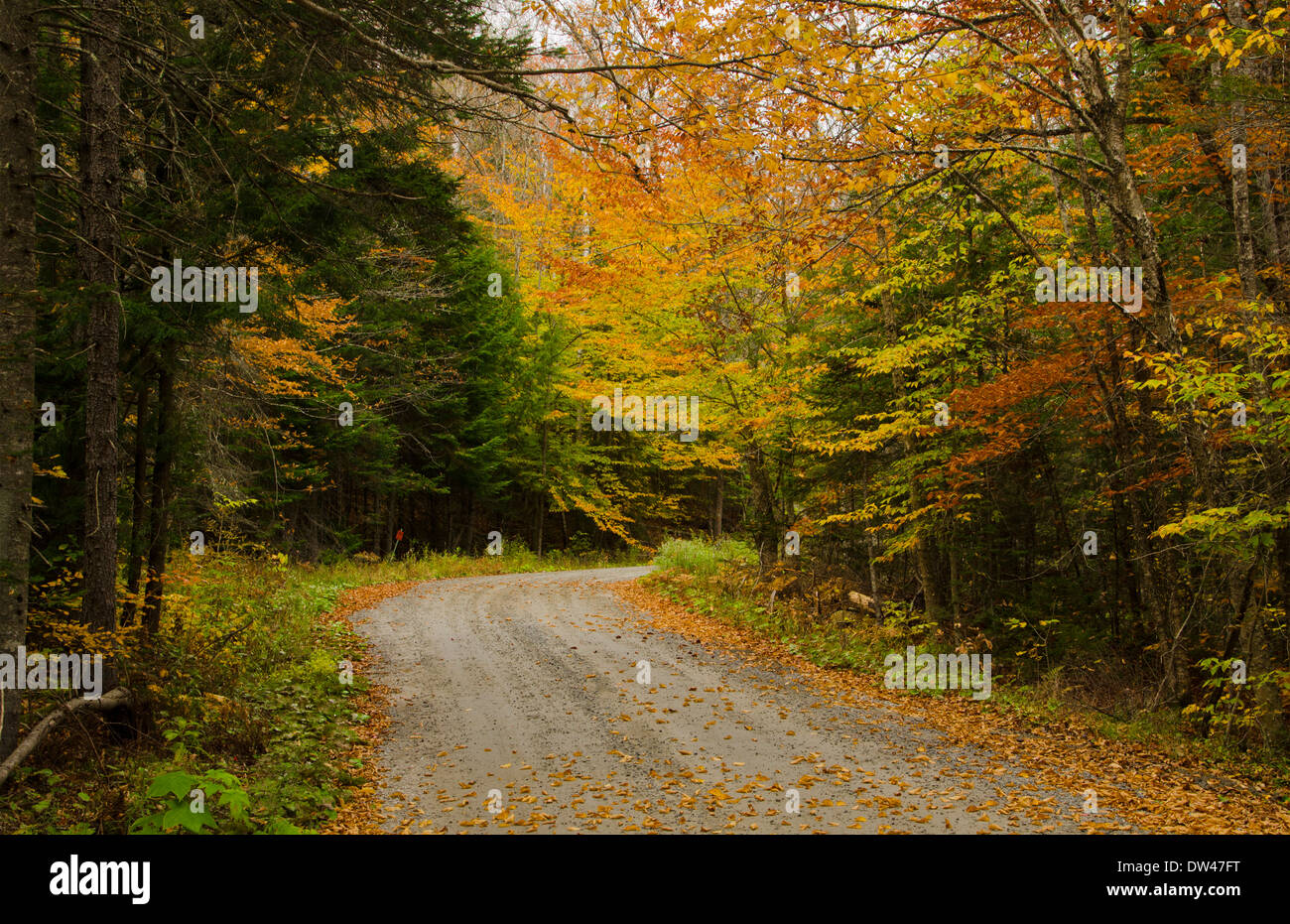 Montgomery Vermont road with fall foliage in Northern Vermont in ...