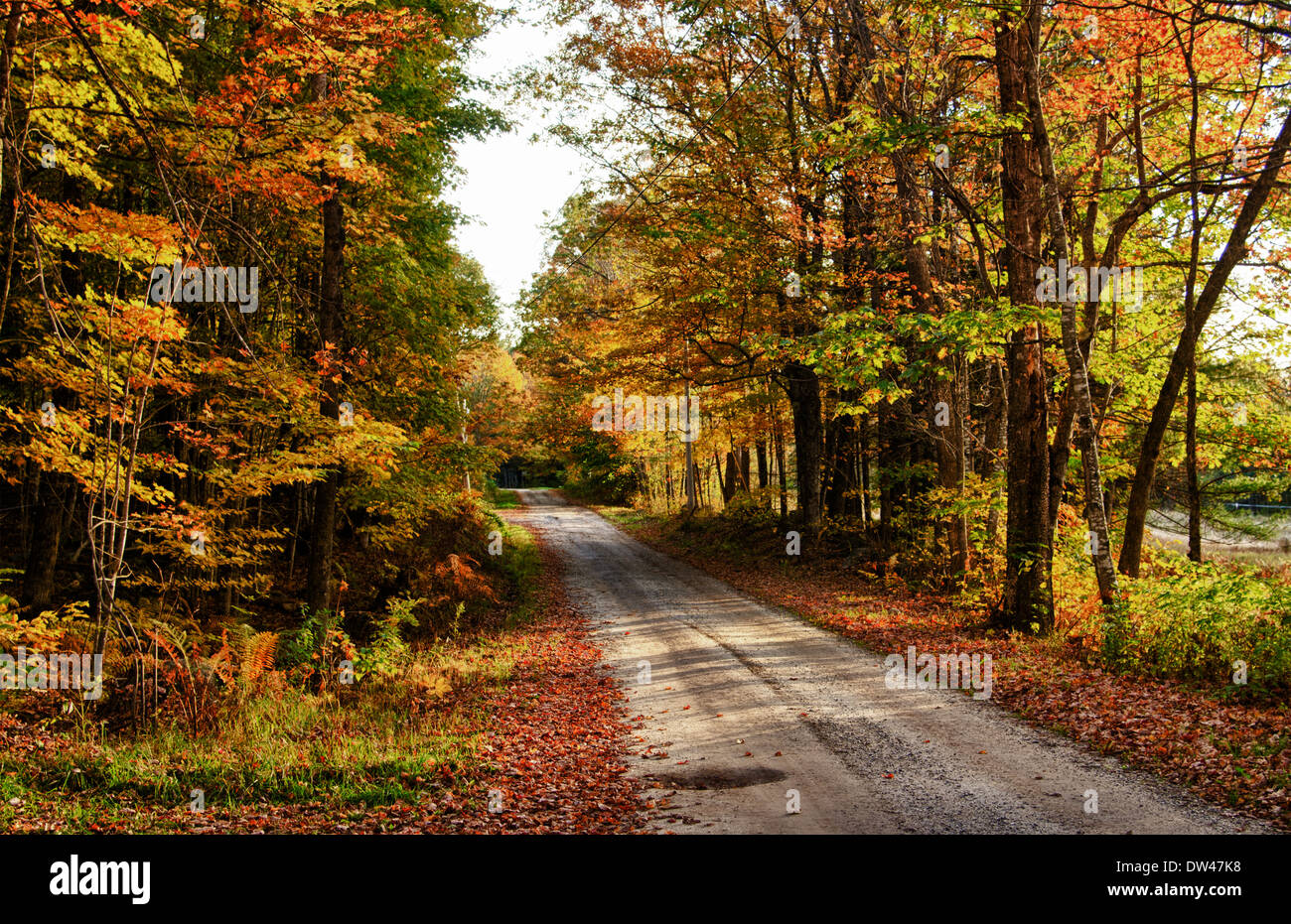 HDR Bethel Maine trail woods fall colors path in Northern New England ...