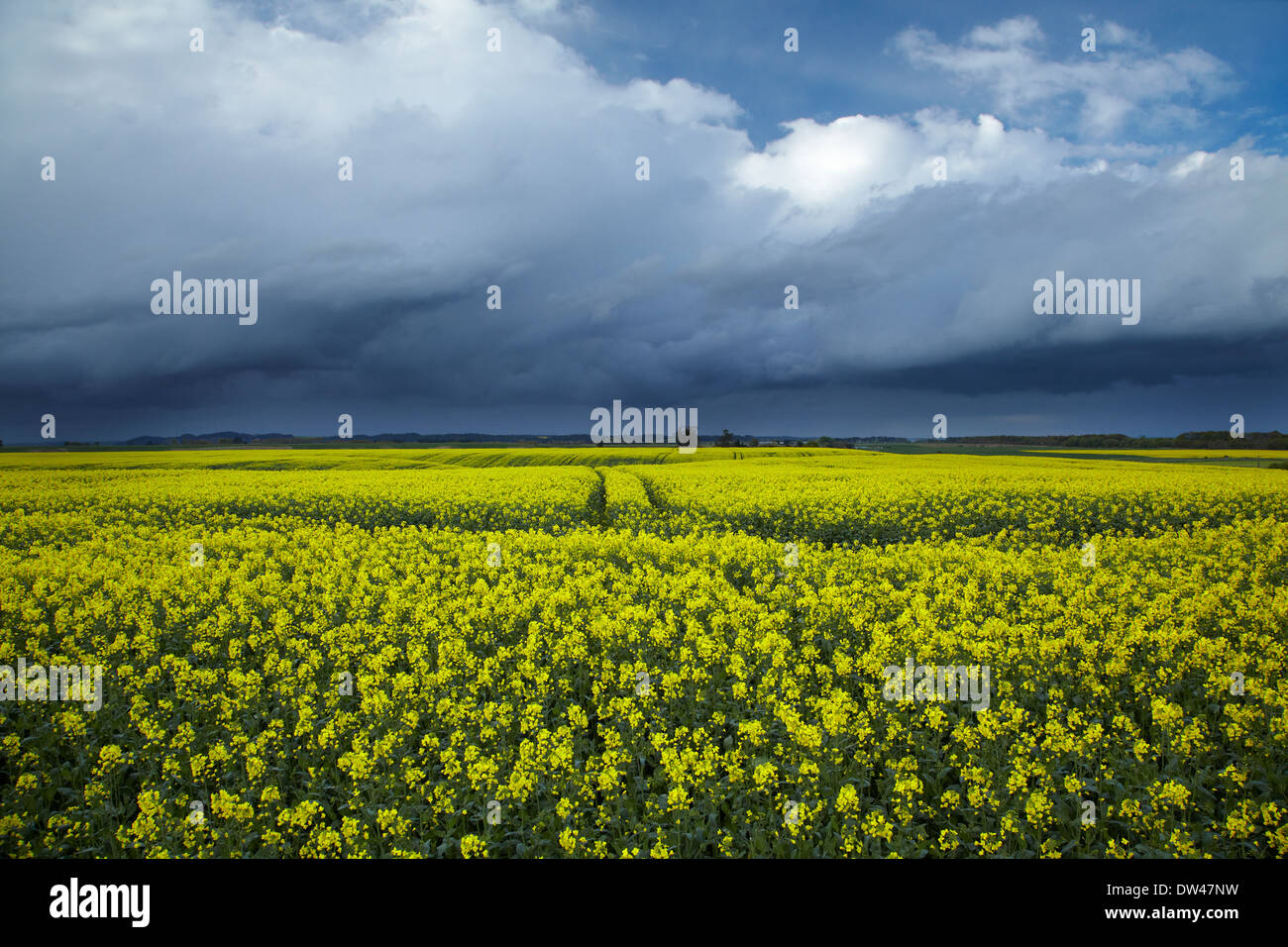 Timaru new zealand farm hi-res stock photography and images - Alamy