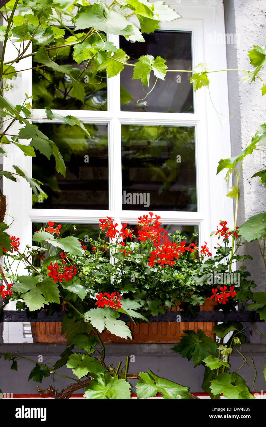 Window grapes leaves Stock Photo - Alamy