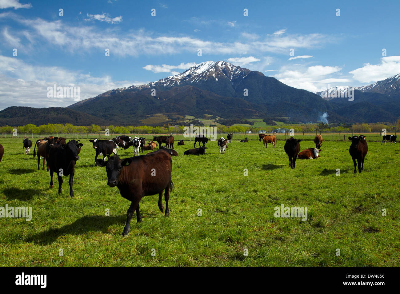 Dairy cows south island hi-res stock photography and images - Alamy