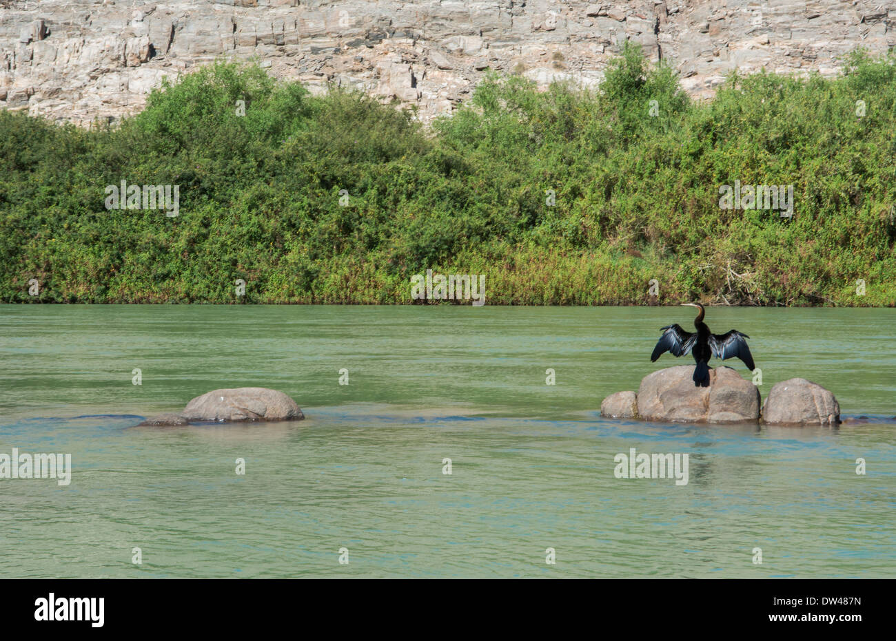 Namibia Africa African Darter bird drying wings on river called Kunene ...