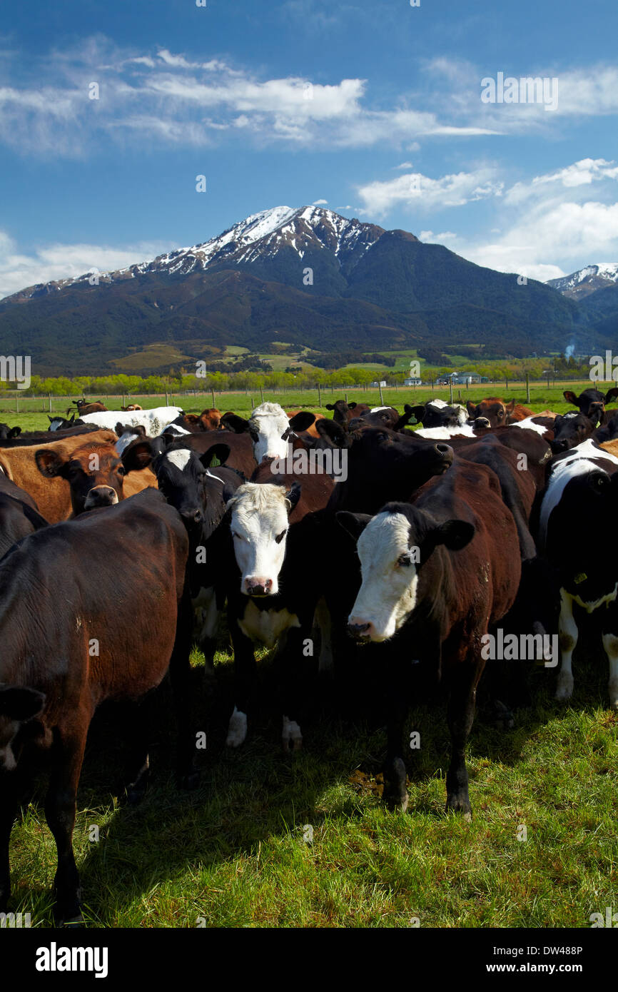 Dairy cows new zealand hi-res stock photography and images - Alamy