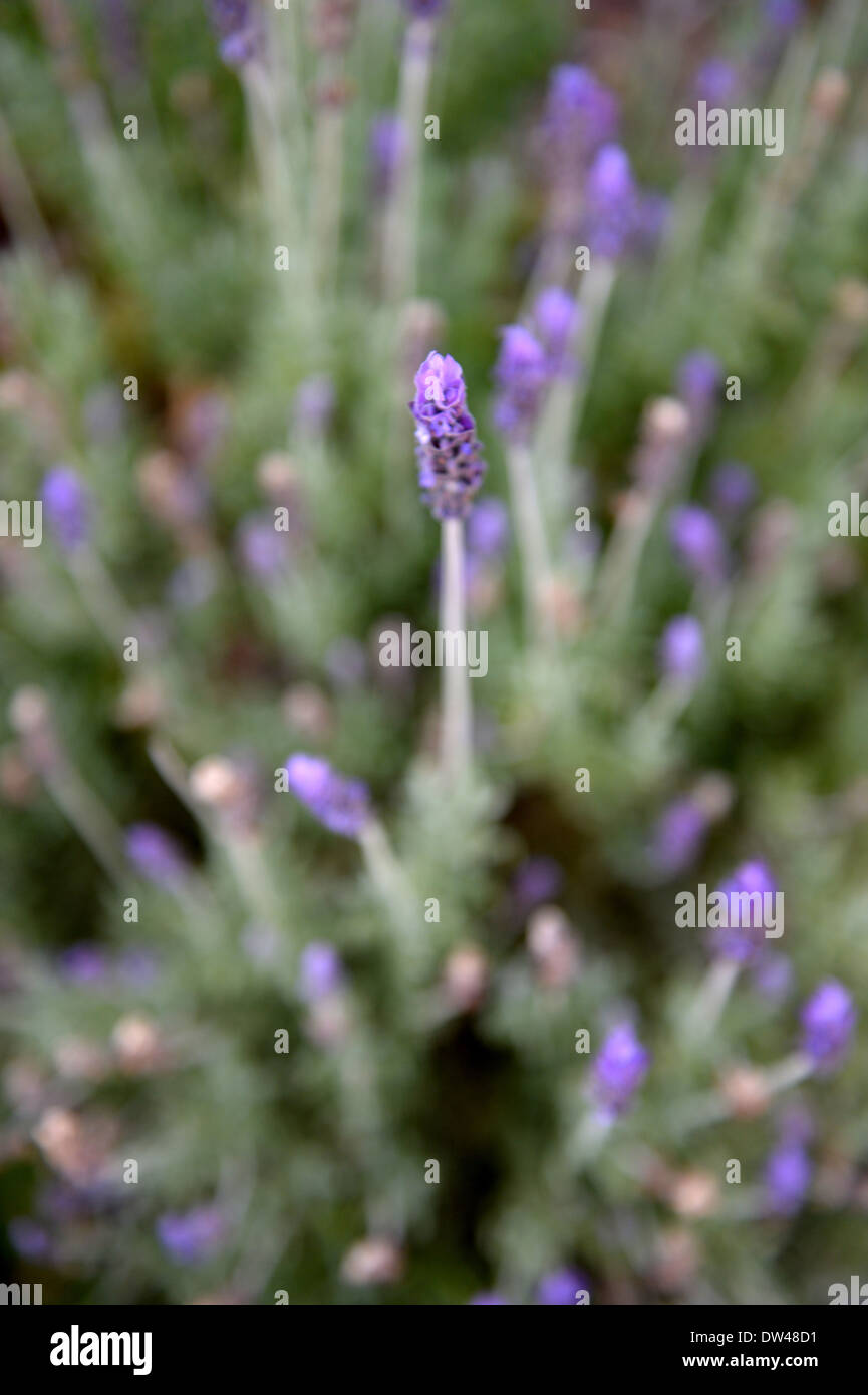 A close up shot of a lavender bush Stock Photo - Alamy