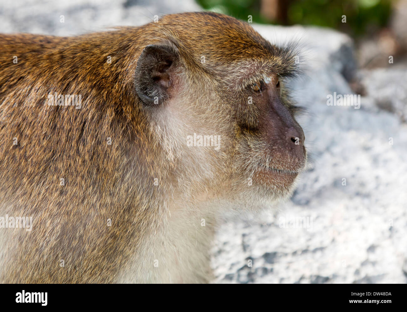 Cute monkey in tree Stock Photo - Alamy
