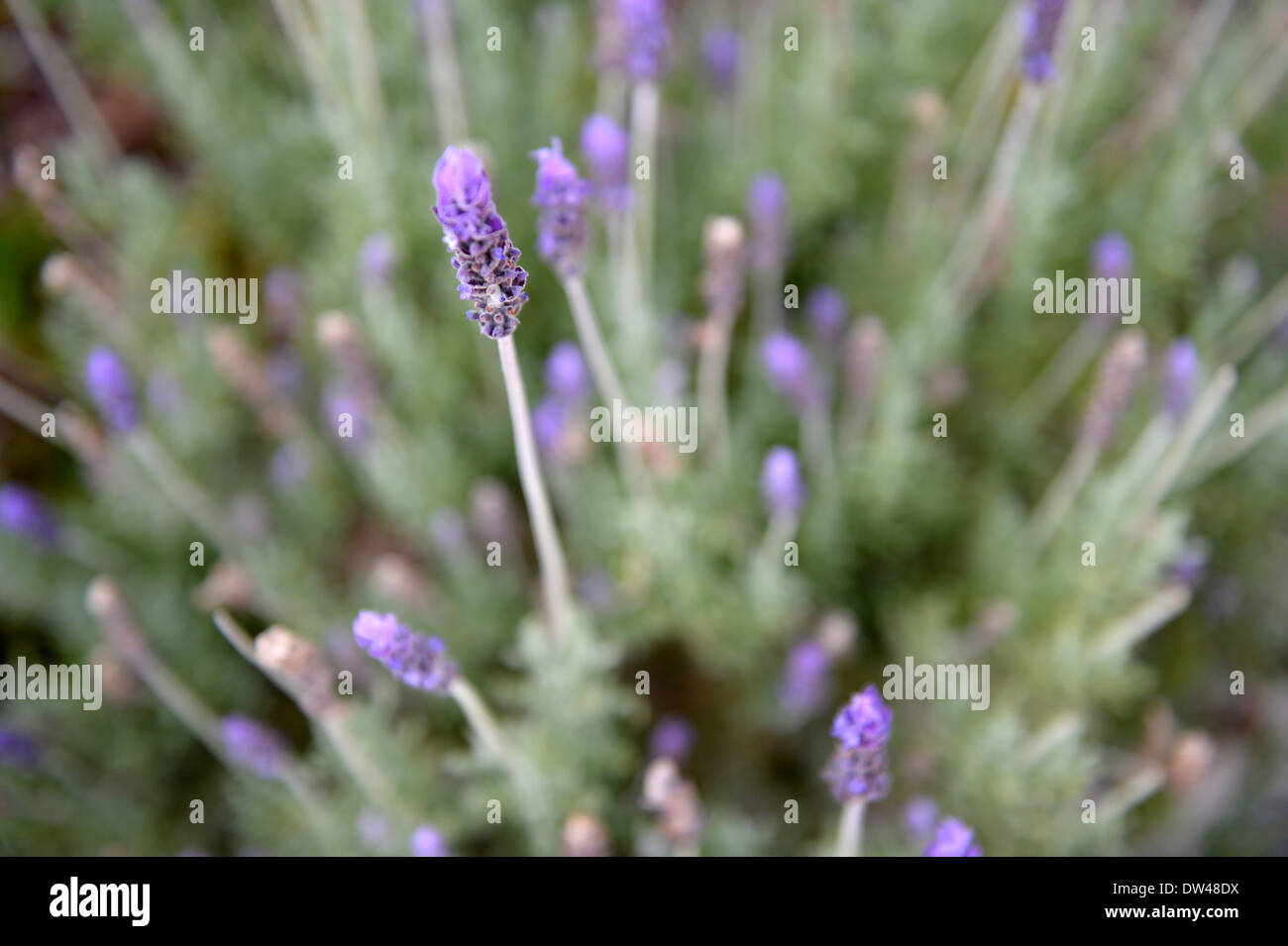 A close up shot of a lavender bush Stock Photo - Alamy