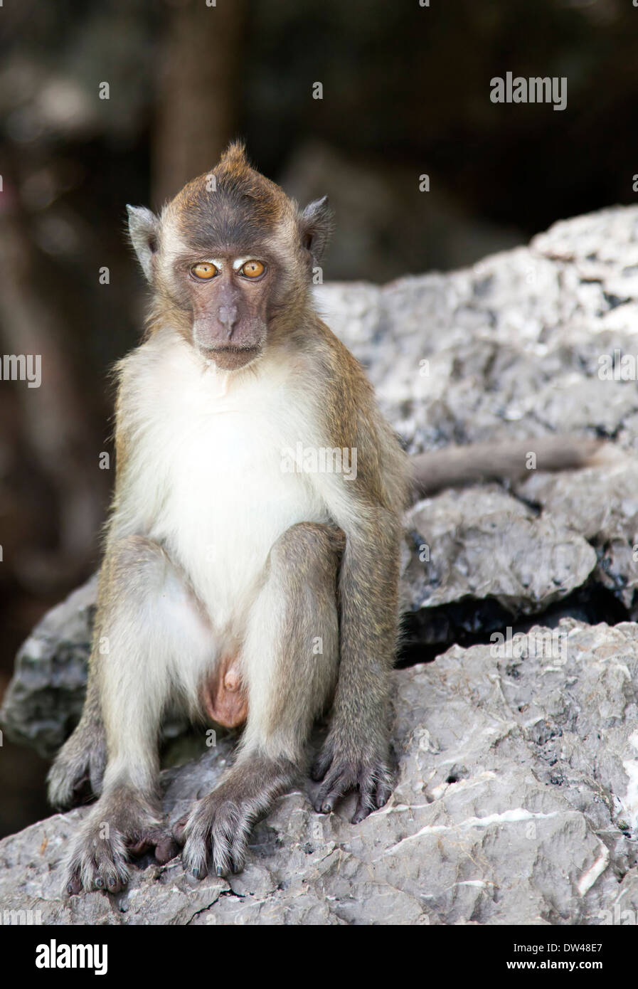 Cute monkey in tree Stock Photo - Alamy