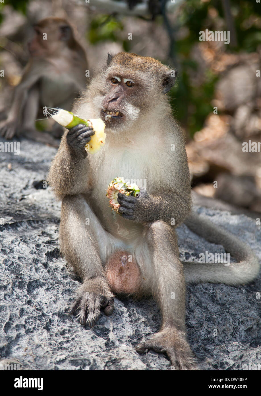 Cute monkey in tree Stock Photo - Alamy