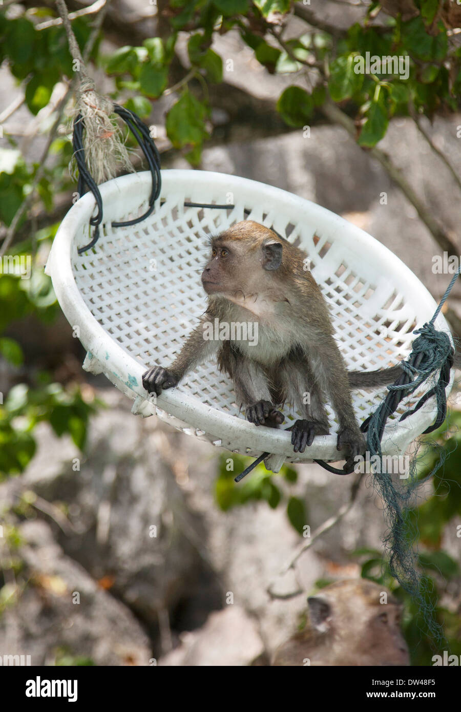Cute monkey in tree Stock Photo - Alamy