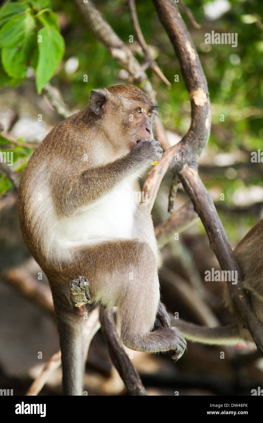 Cute monkey in tree Stock Photo - Alamy