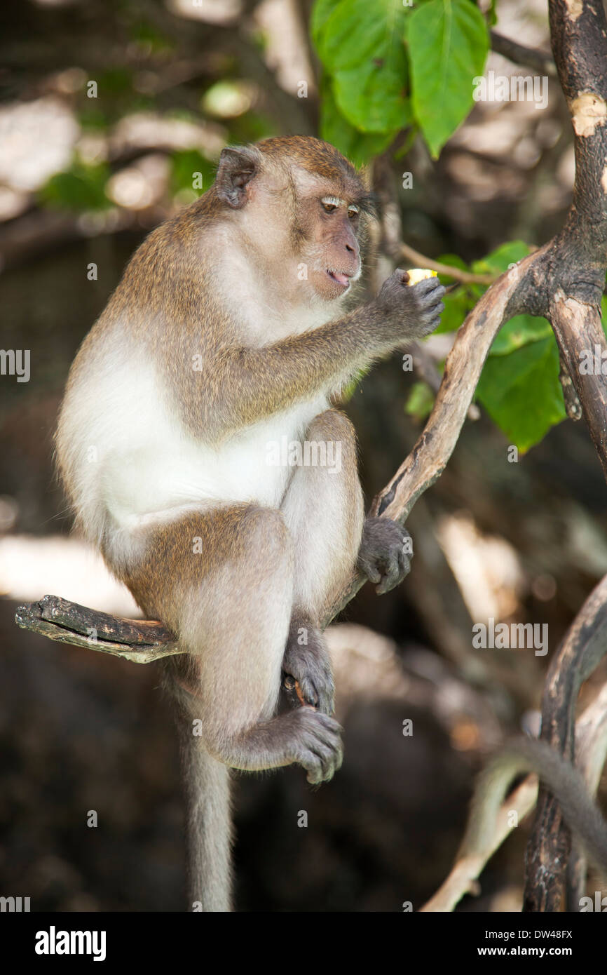 Cute monkey in tree Stock Photo - Alamy