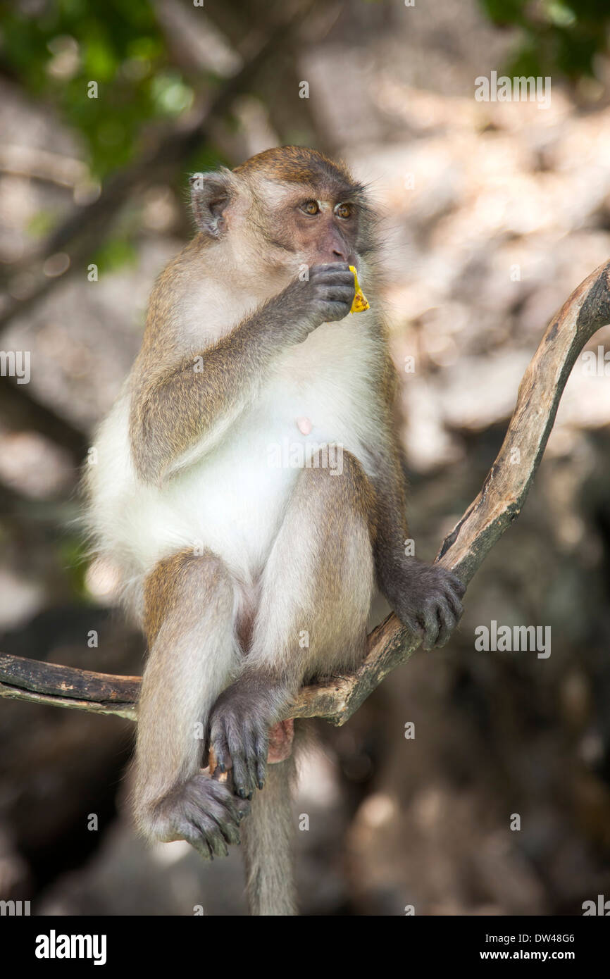 Cute monkey in tree Stock Photo - Alamy