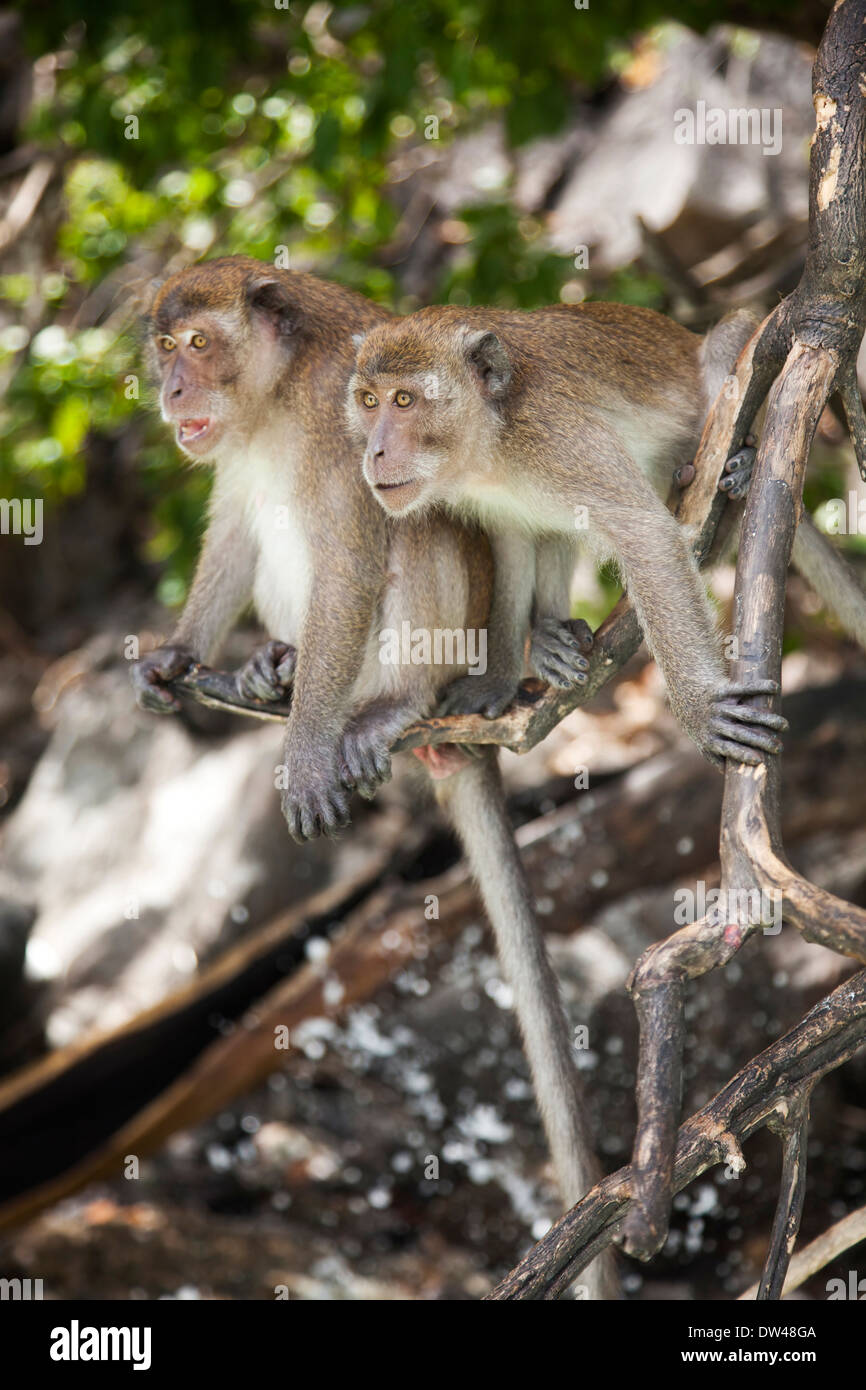 Cute monkeys in tree Stock Photo - Alamy