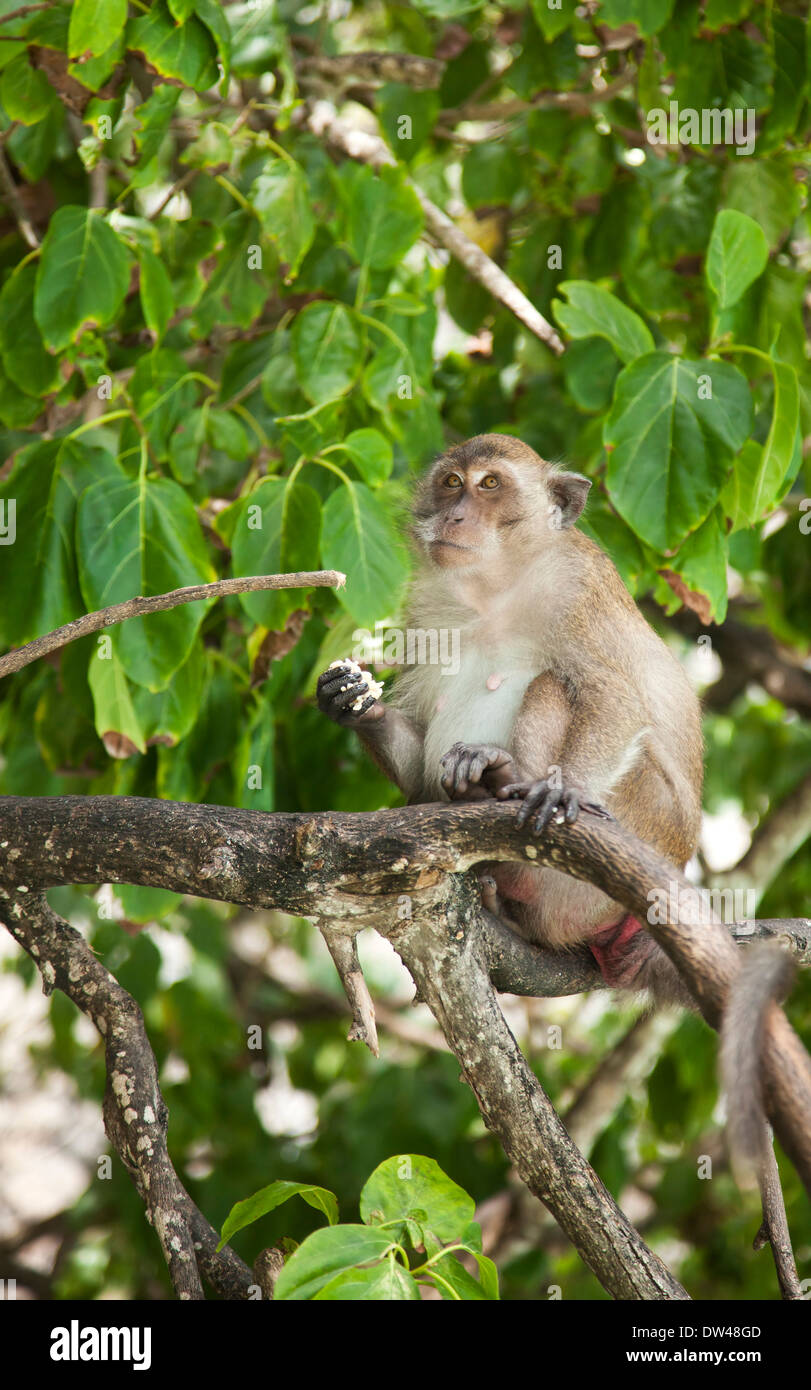 Cute monkey in tree Stock Photo - Alamy