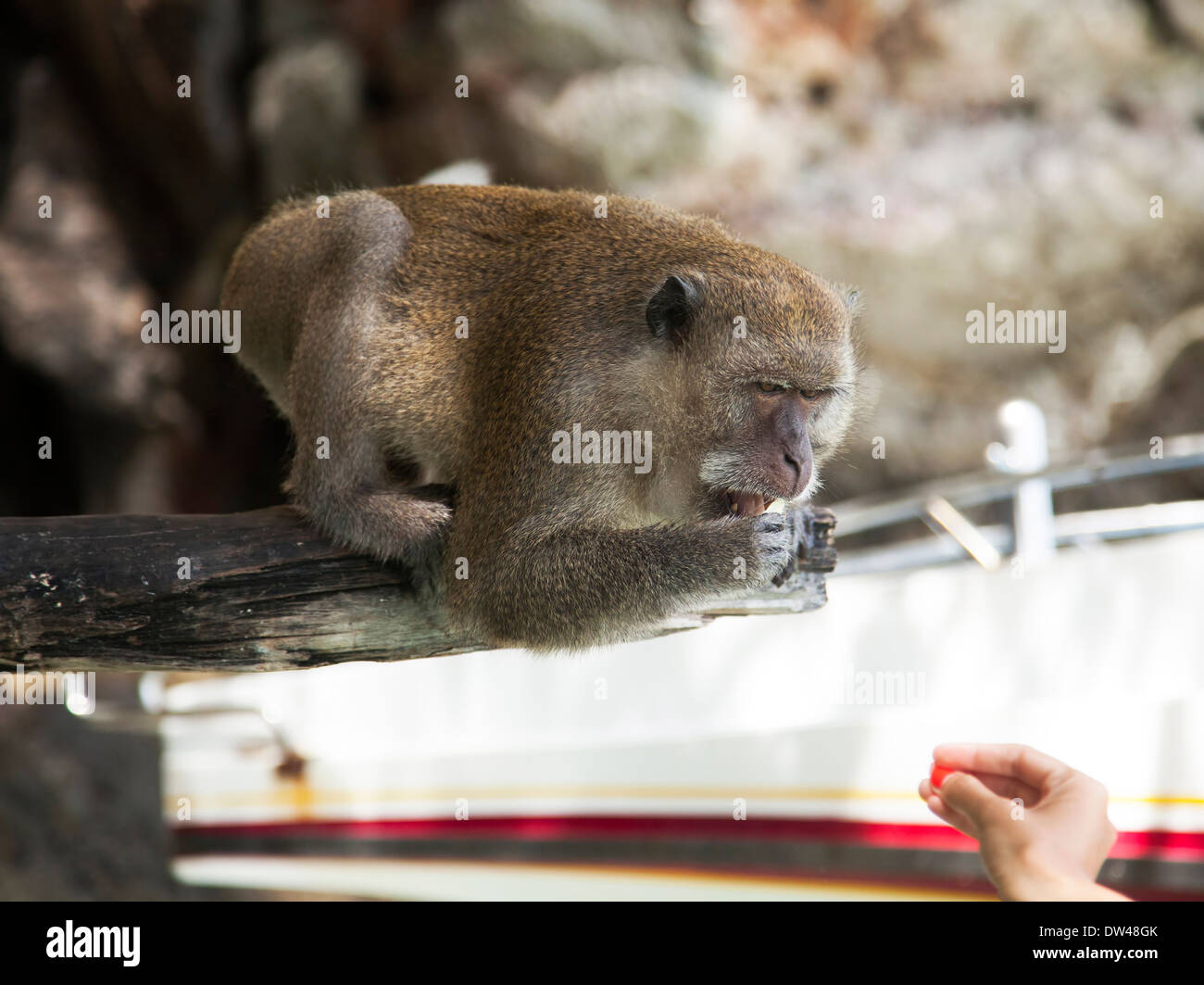 Cute monkey in tree Stock Photo - Alamy