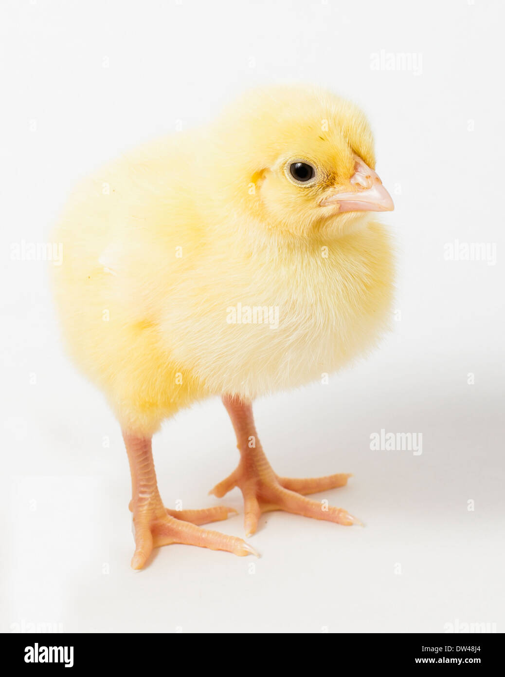 a single chicken chick on a white background Stock Photo - Alamy