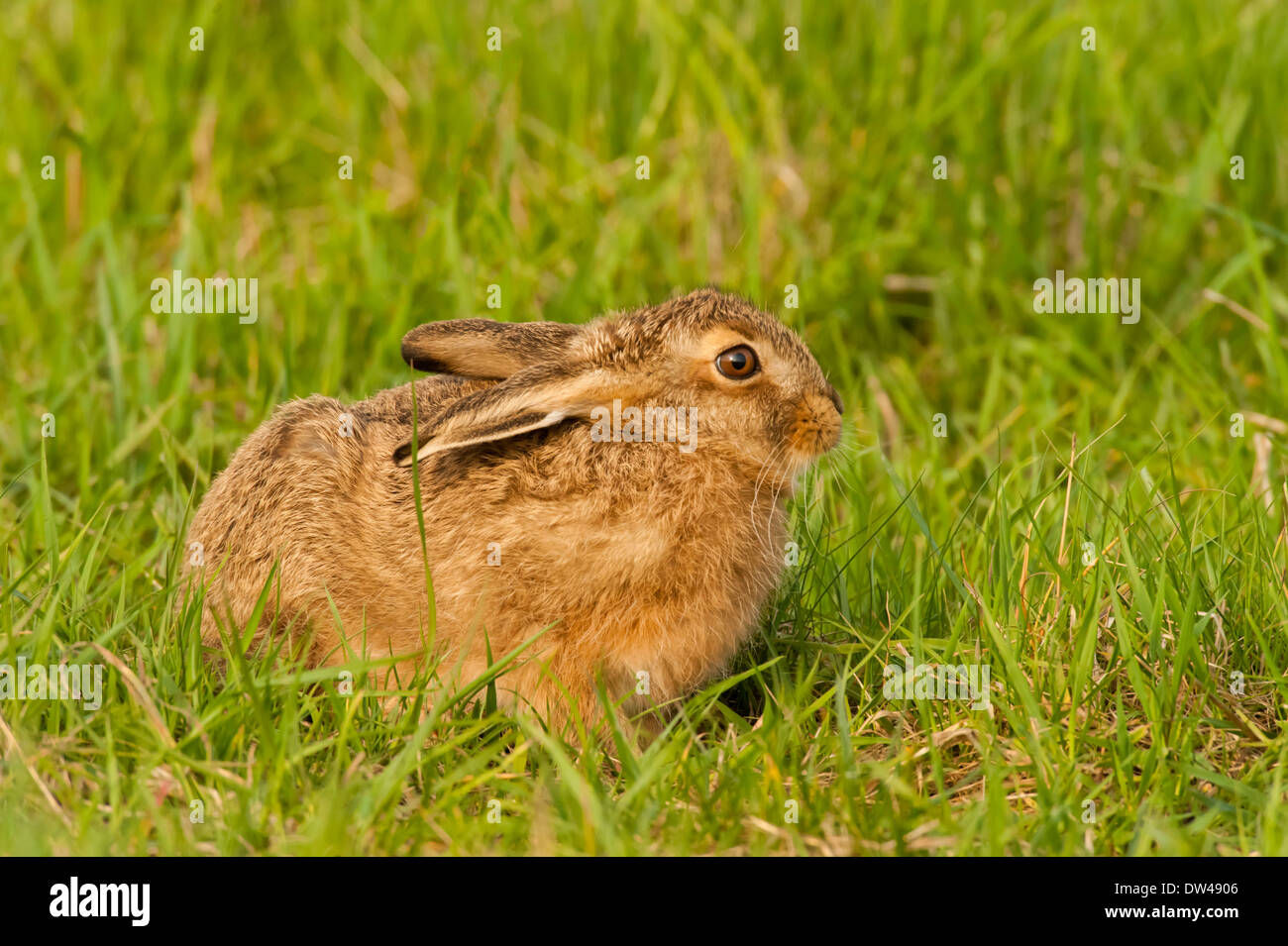 Baby brown hares lepus europaeus hi-res stock photography and images ...
