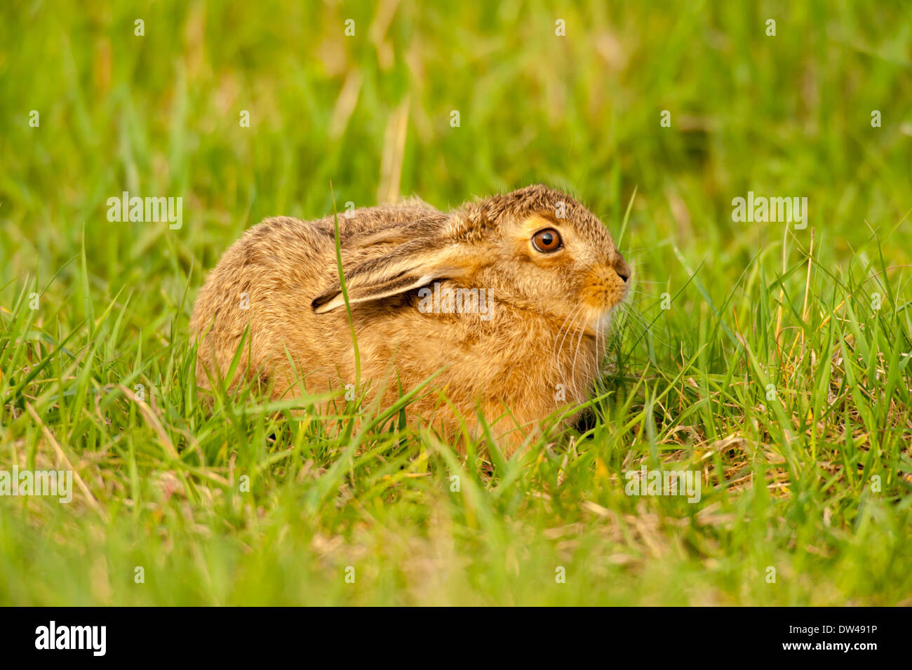Brown hare european hare leveret hi-res stock photography and images ...