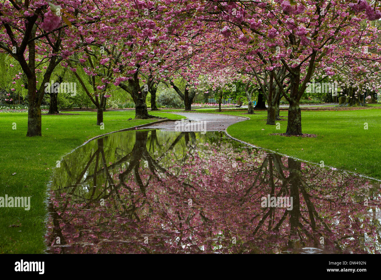 Spring Blossom, Ashburton Domain, Mid-Canterbury, South Island, New ...
