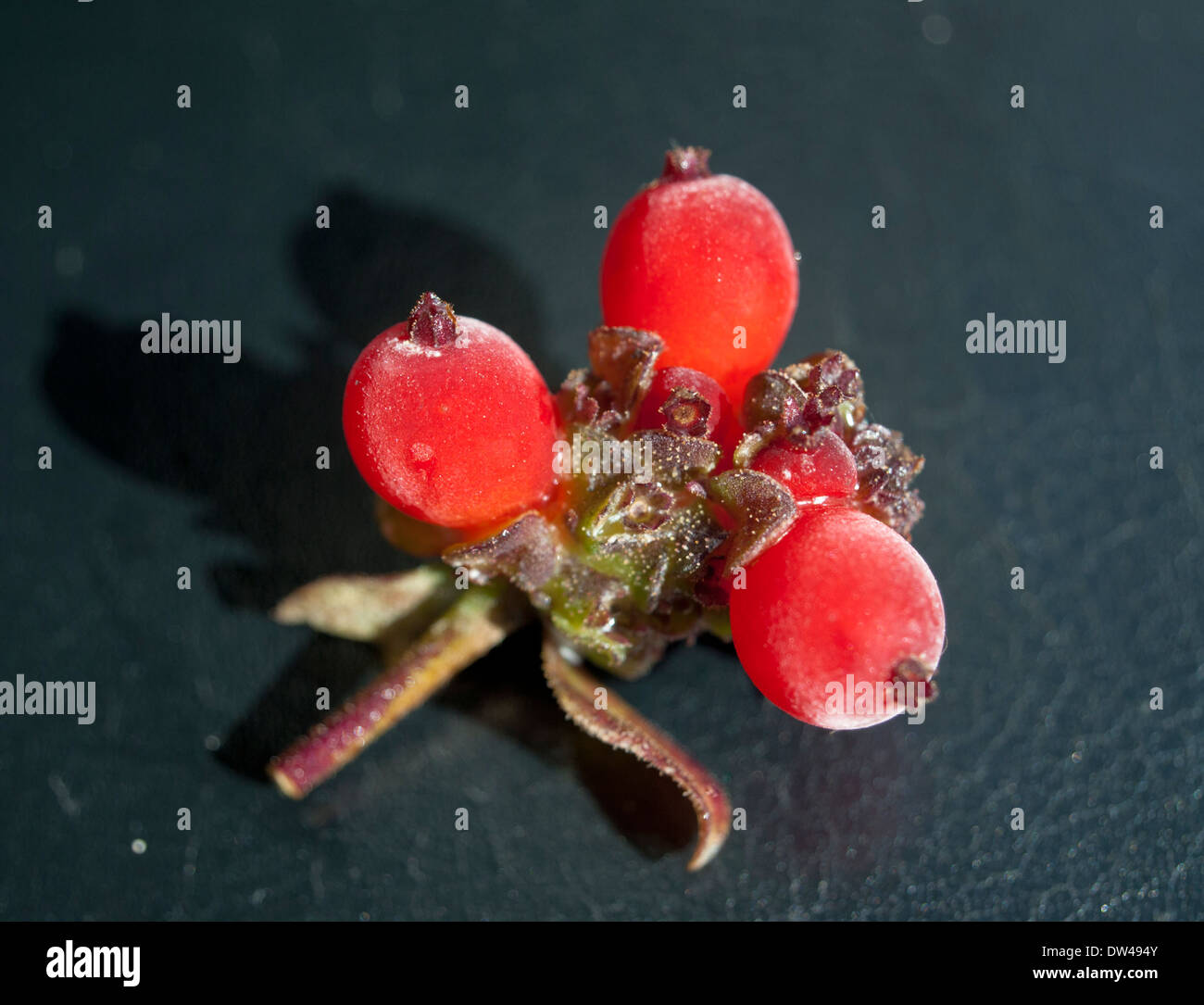 Berries frost hi-res stock photography and images - Alamy