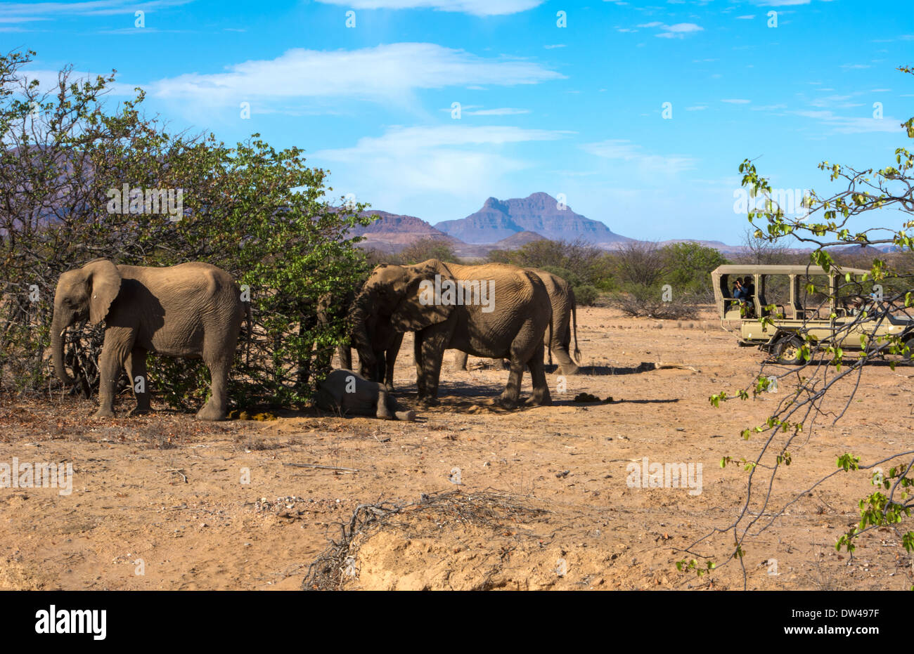 Namibia Africa desert elephants wild in Uibasen Conservacy at river ...