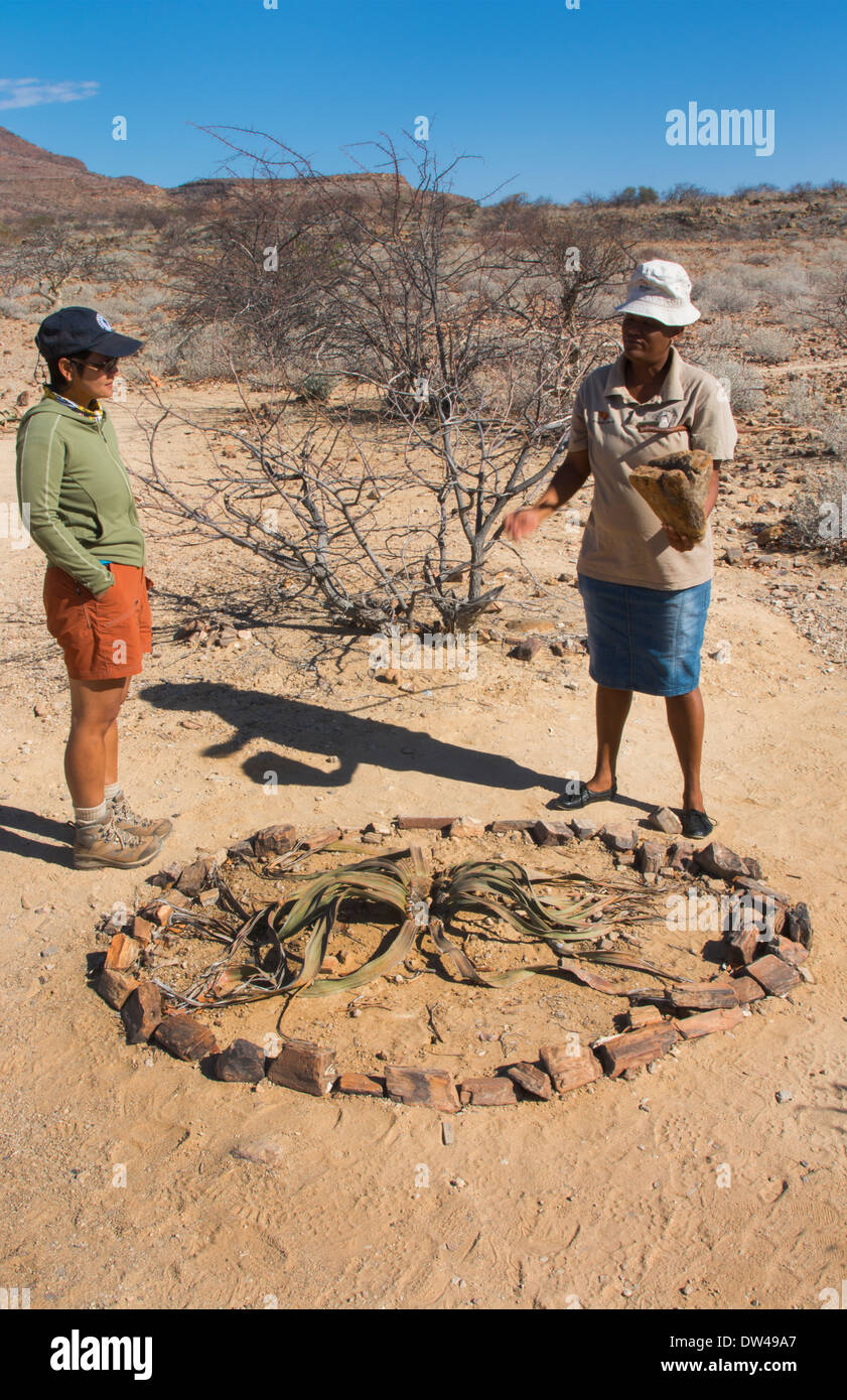 Namibia Africa Petrified Forest National Park old living tree and ...