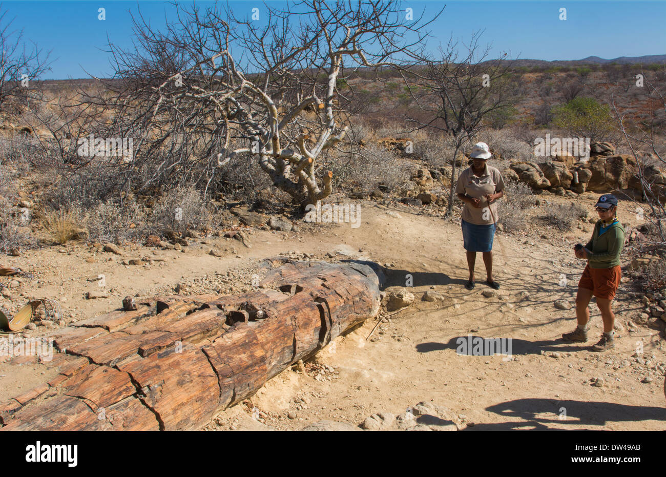 Namibia Africa Petrified Forest National Park oldest 2000 year old ...