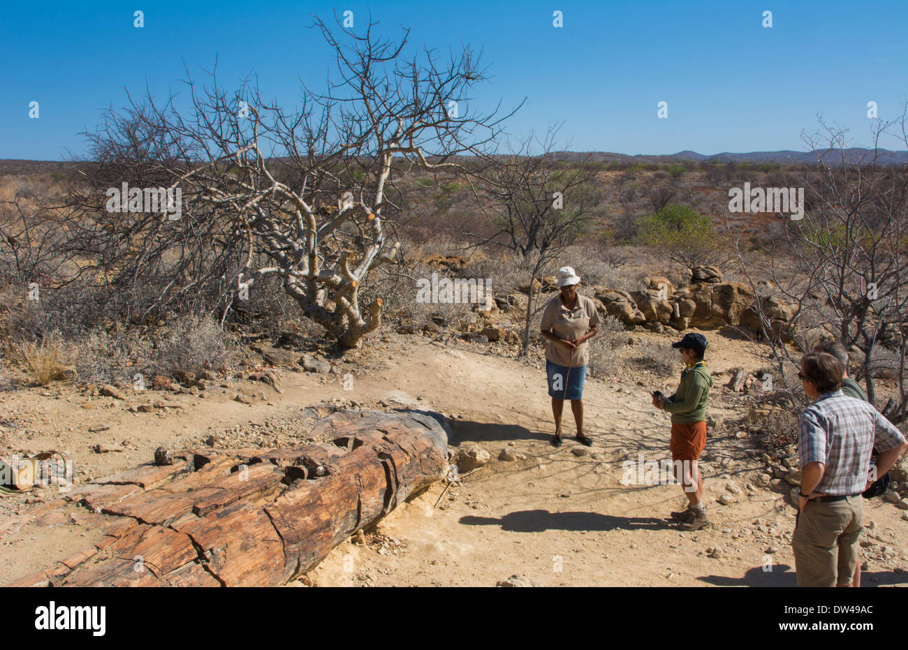 Namibia Africa Petrified Forest National Park oldest 2000 year old ...