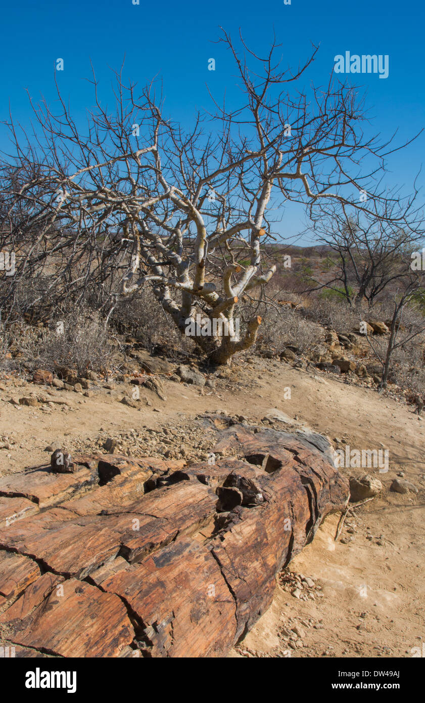 Namibia Africa Petrified Forest National Park oldest 2000 year old ...