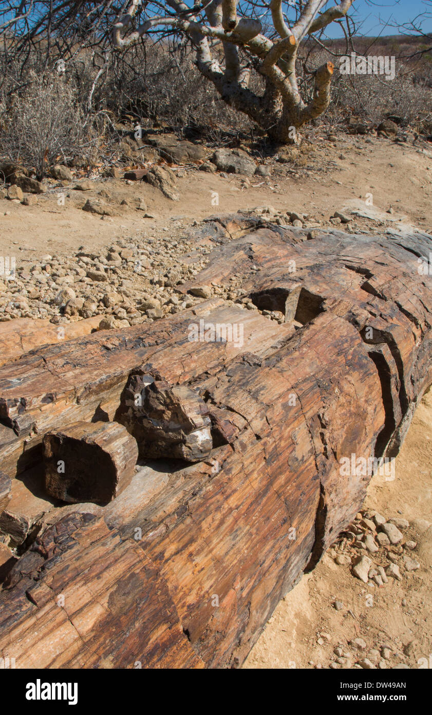 Namibia Africa Petrified Forest National Park oldest 2000 year old ...