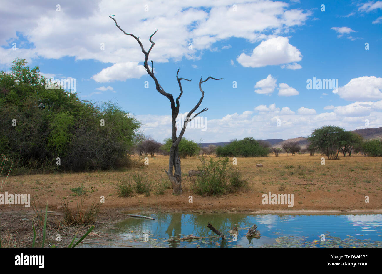 Namibia Africa near Windhoek dead tree and water hole in wild at ...