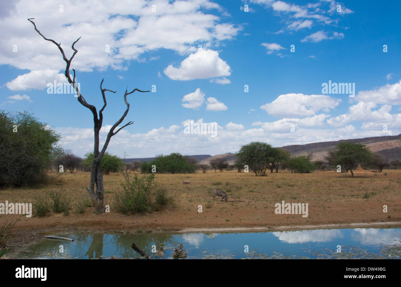 Namibia Africa near Windhoek dead tree and water hole in wild at ...
