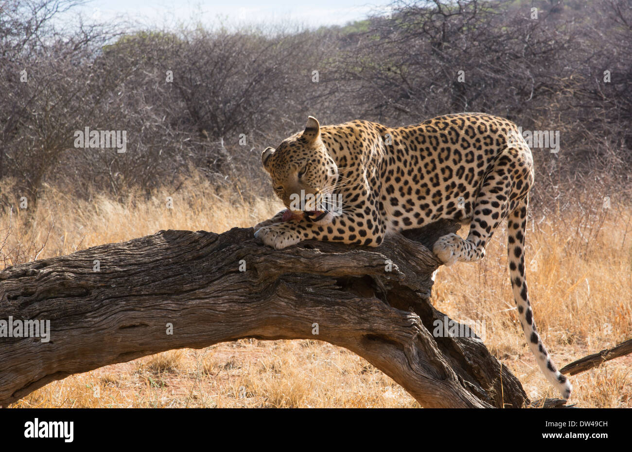Namibia Africa leopard in wild at Okonjima Private Reserve at Okonjima ...