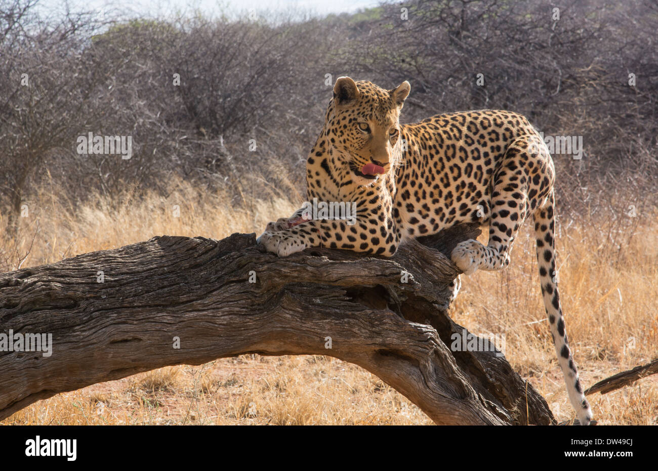 Namibia Africa leopard in wild at Okonjima Private Reserve at Okonjima ...