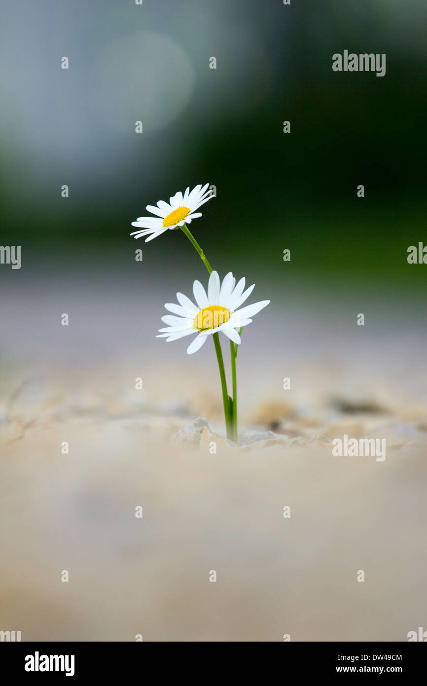 Beautiful daisy flowers hi-res stock photography and images - Alamy