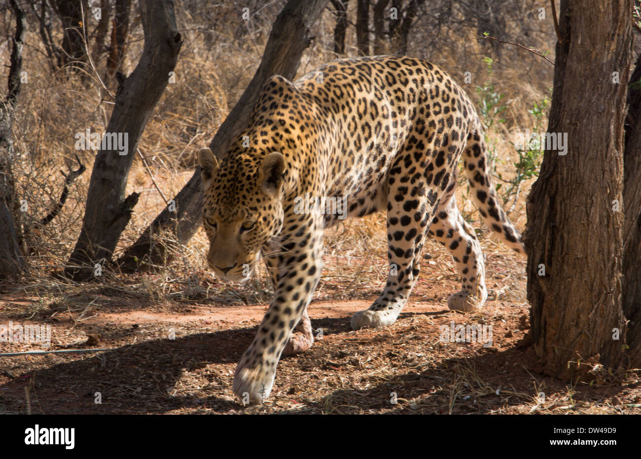 Namibia Africa leopard in wild at Okonjima Private Reserve at Okonjima ...