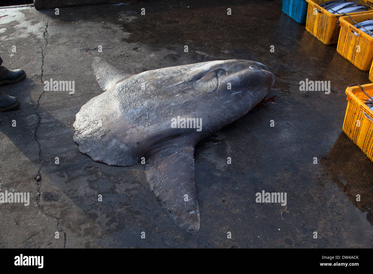 Ocean Fish at Jagalchi Seafood Market Busan South Korea Stock Photo - Alamy