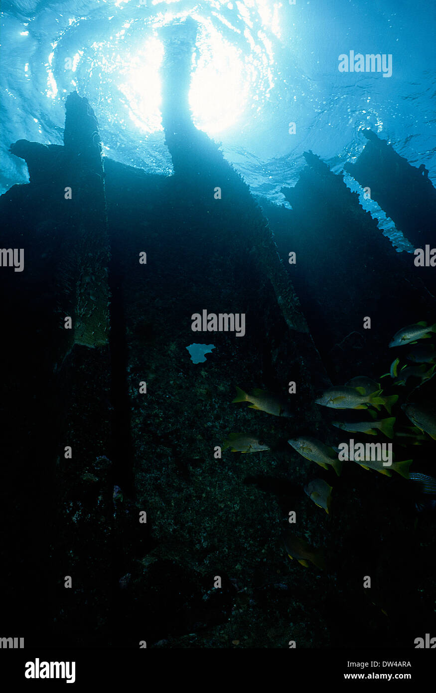 Snapper Lutjanus apodus, Lutjanidae, Cuba Stock Photo - Alamy