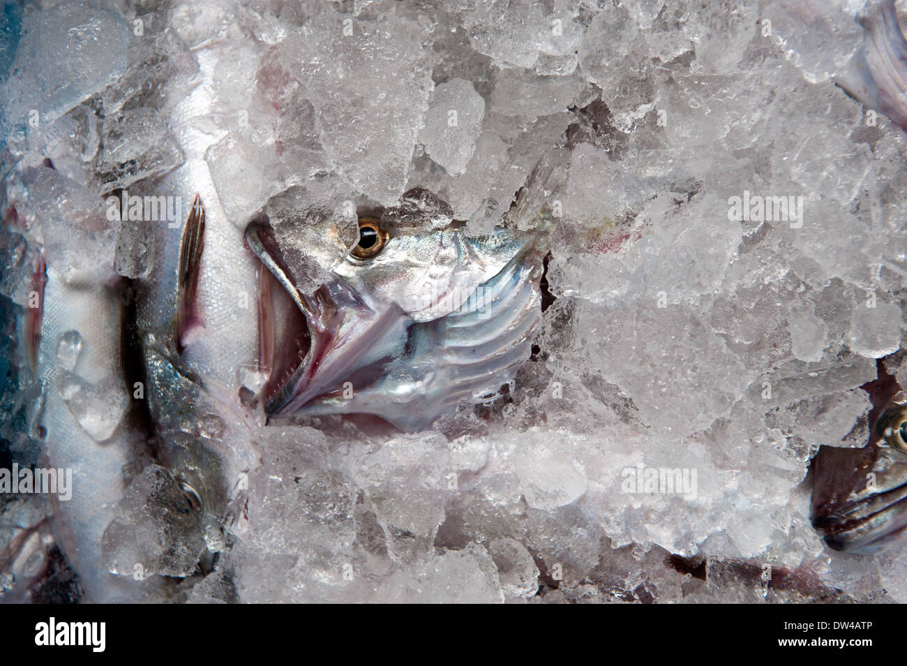 Packed fish hi-res stock photography and images - Alamy