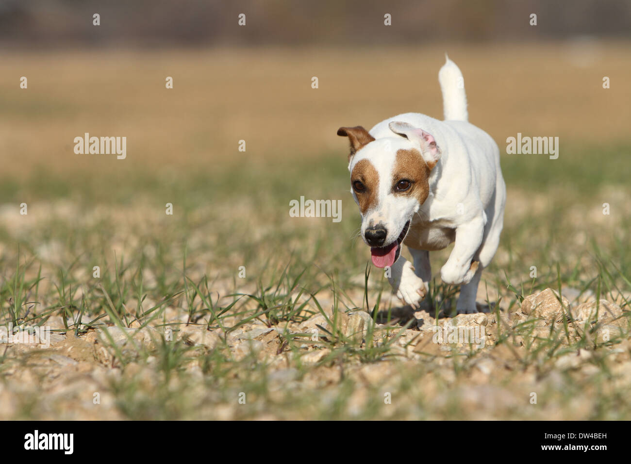 Dog Jack Russel Terrier / adult running in a field Stock Photo - Alamy
