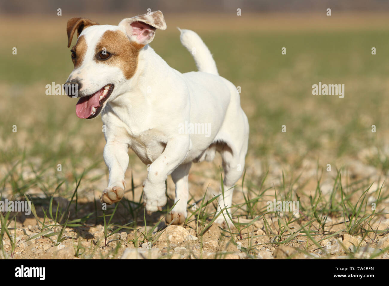 Dog Jack Russel Terrier / adult running in a field Stock Photo - Alamy
