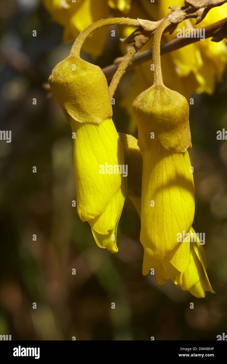 Kowhai tree new zealand hi-res stock photography and images - Alamy