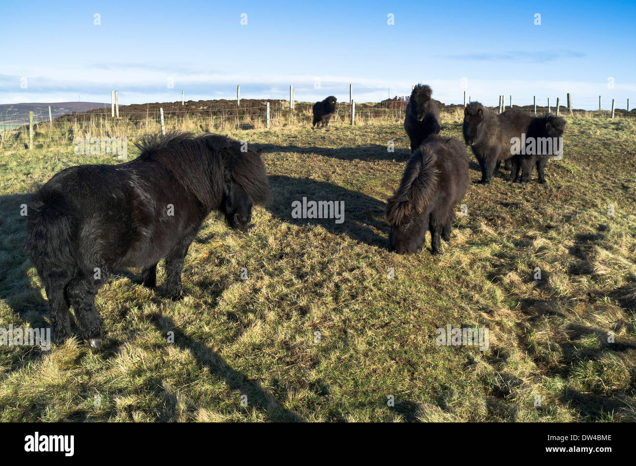 dh Shetland ponies PONY ANIMAL String of black ponies in field Orkney ...