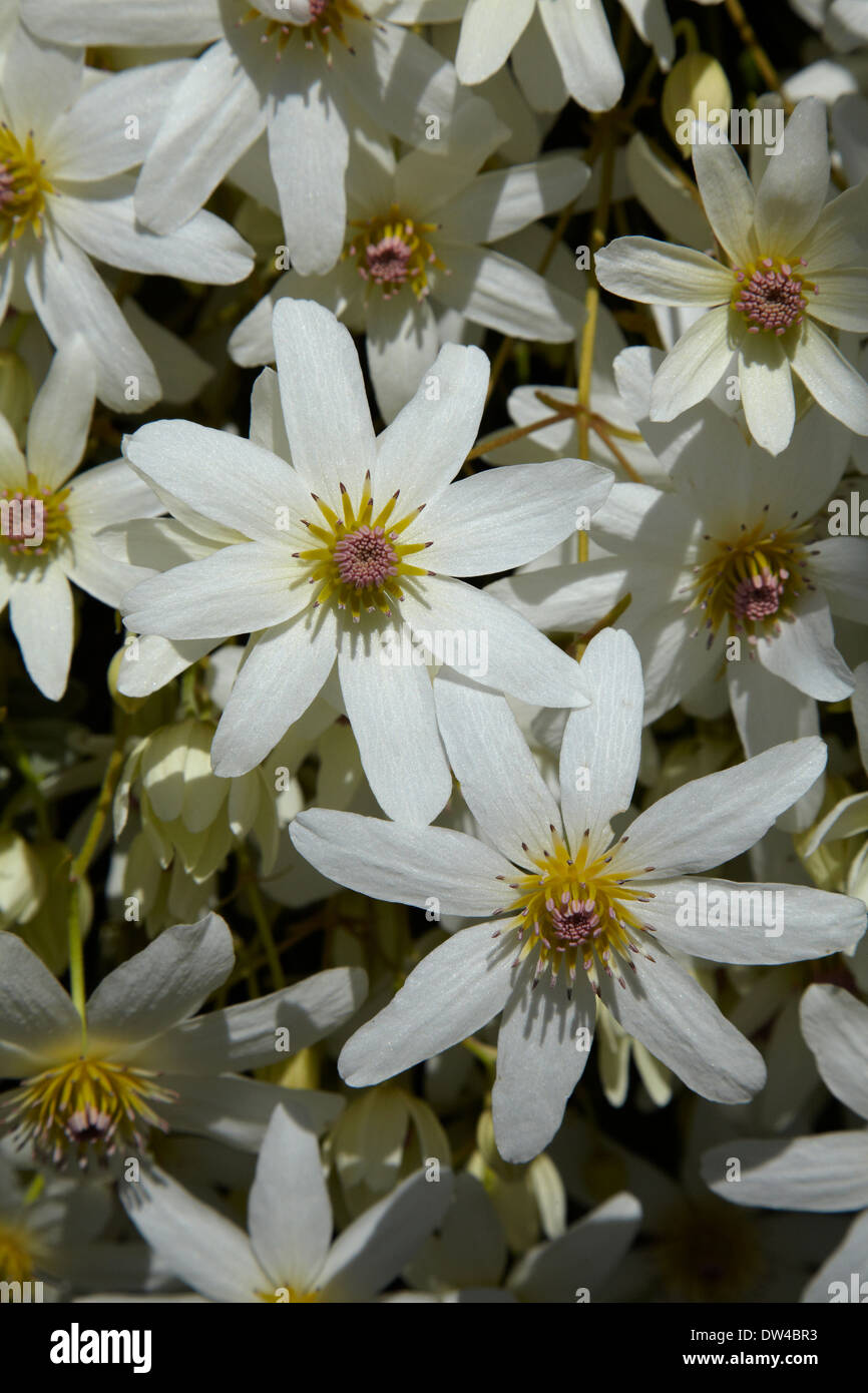 Native Clematis Flower ( Clematis paniculata ), Dunedin, Otago, South ...