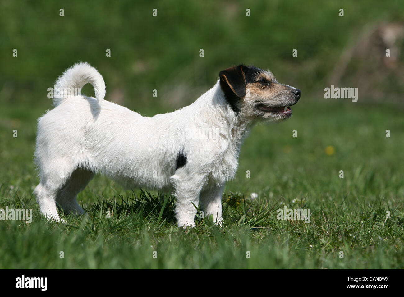 Wire Haired Terrier Stock Photos & Wire Haired Terrier Stock Images - Alamy