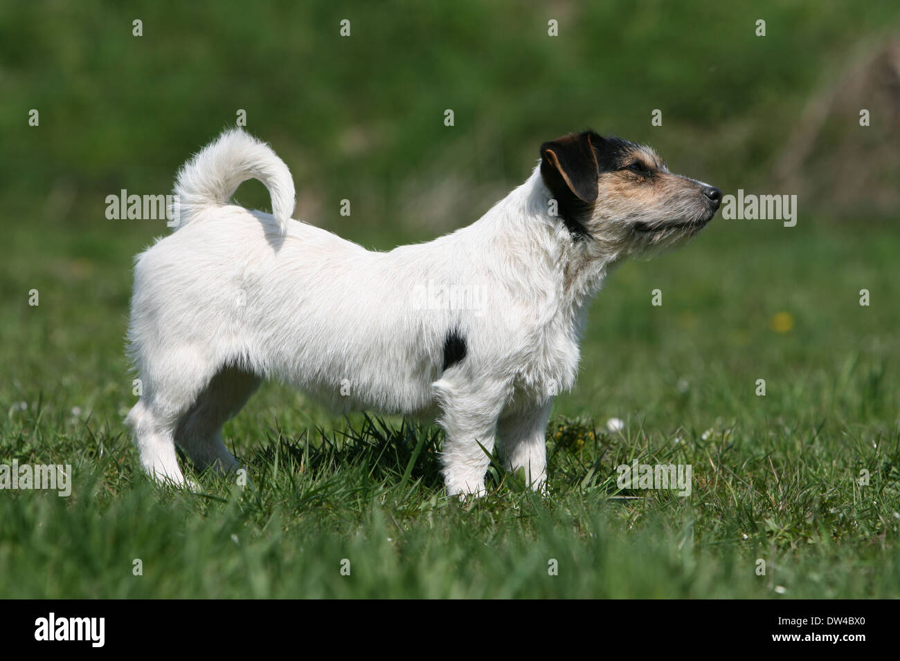 Dog Jack Russel Terrier ( wire haired) / adult standing in a meadow ...
