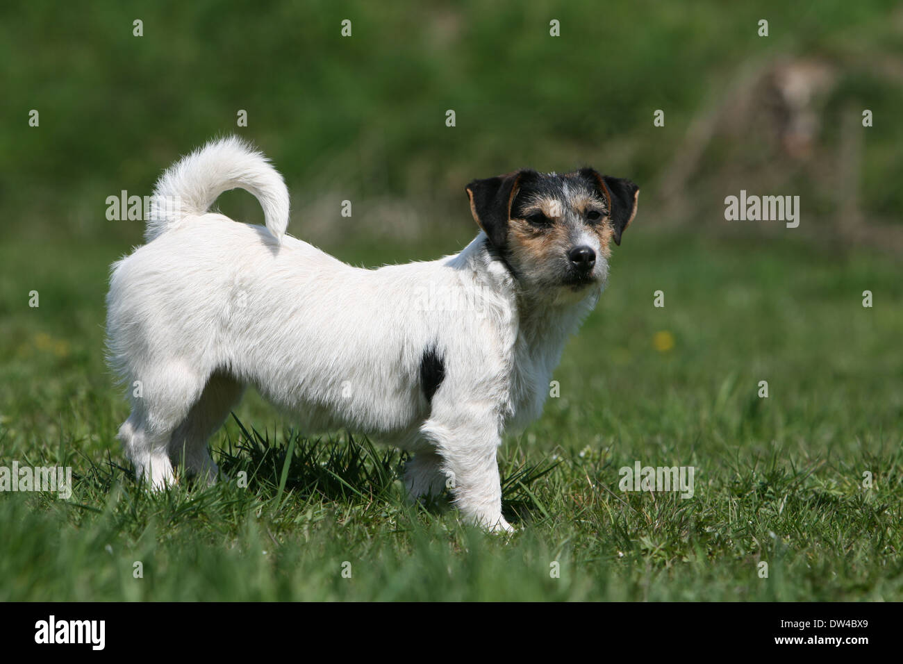 Wire haired jack russell hi-res stock photography and images - Alamy