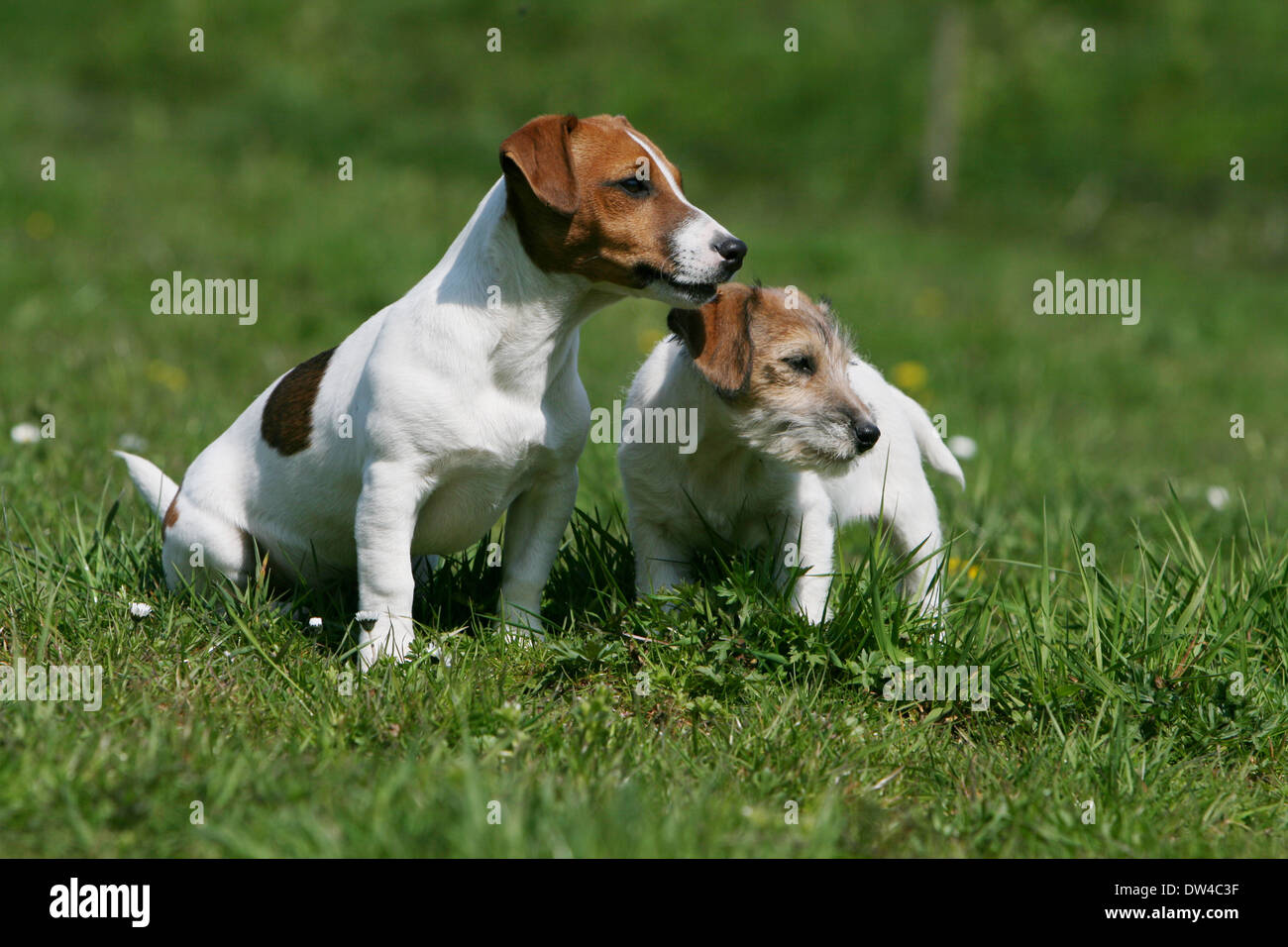 Rough jack russell terrier hi-res stock photography and images - Alamy