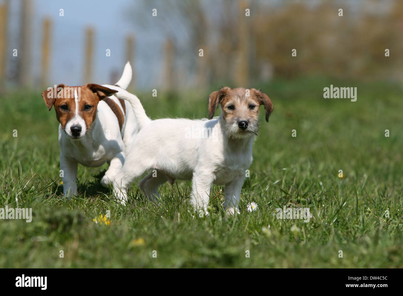 Smooth Coat Jack Russell Terrier Stock Photos & Smooth Coat Jack ...