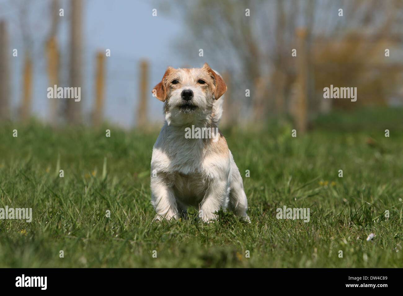 Dog Jack Russel Terrier ( wire haired) / adult standing in a meadow ...